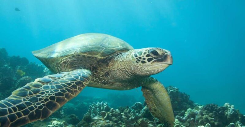 Hilo: Sea Turtle Lagoon and Black Sand Beach Snorkel - Setting the Scene: What is the Hilo Snorkel Tour All About?