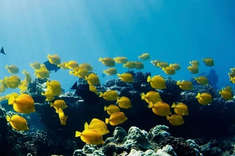 Hilo: Sea Turtle Lagoon and Black Sand Beach Snorkel - Marine Life Encounters: What Will You See?