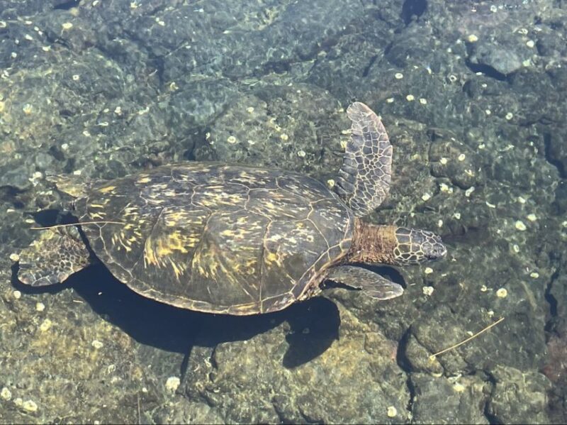 Hilo: Sea Turtle Lagoon and Black Sand Beach Snorkel - Why This Tour Offers Excellent Value