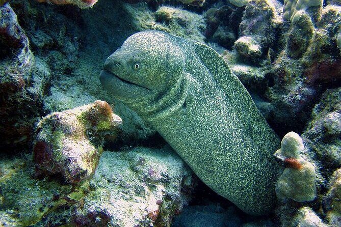 Hilo's Remote Tropical Reef 2 Tank Boat Dive - Exploring Hilo’s Remote Reefs: What to Expect