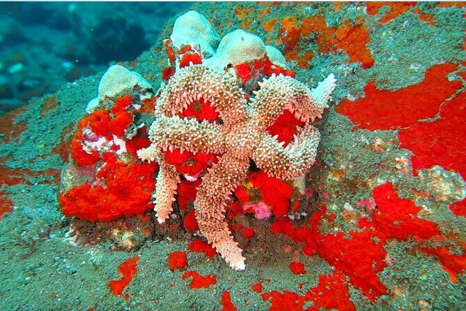 Hilo's Remote Tropical Reef 2 Tank Boat Dive - The Price and Its Value