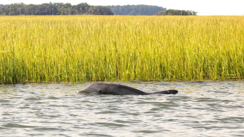 Hilton Head: 2 Hour Private Dolphin Tour - What Recent Travelers Say