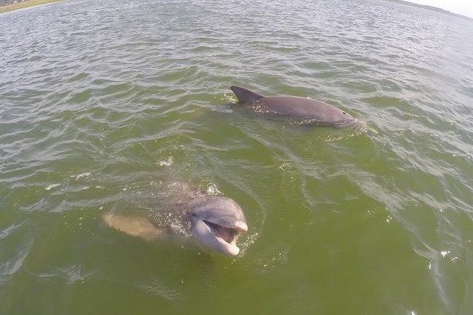 Hilton Head Dolphin Tour With Stop at Disappearing Island - Highlights of the Tour Experience