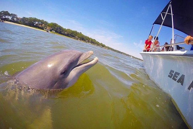 Hilton Head Dolphin Tour With Stop at Disappearing Island - Exploring the Disappearing Island