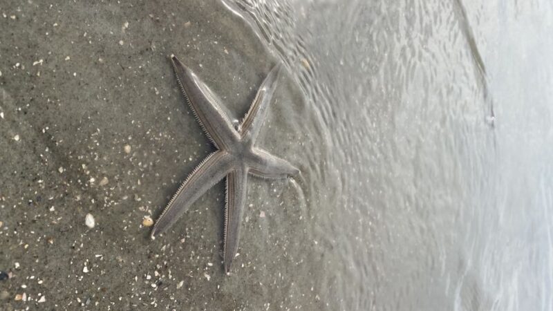 Hilton Head: Guided Disappearing Island Tour by Mini Boat - The Value of the Experience