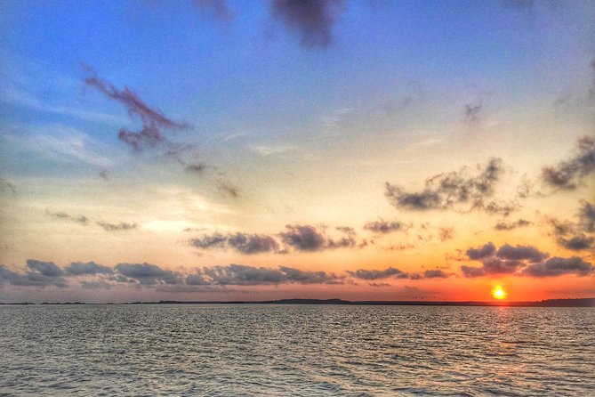 Hilton Head Guided Kayak Eco Tour - Wildlife and Scenery: What You’ll Likely See