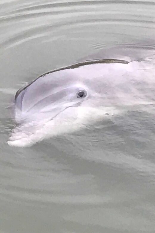Hilton Head Island: 90-Minute Dolphin & Nature Tour - The Guides Role: Knowledge & Fun
