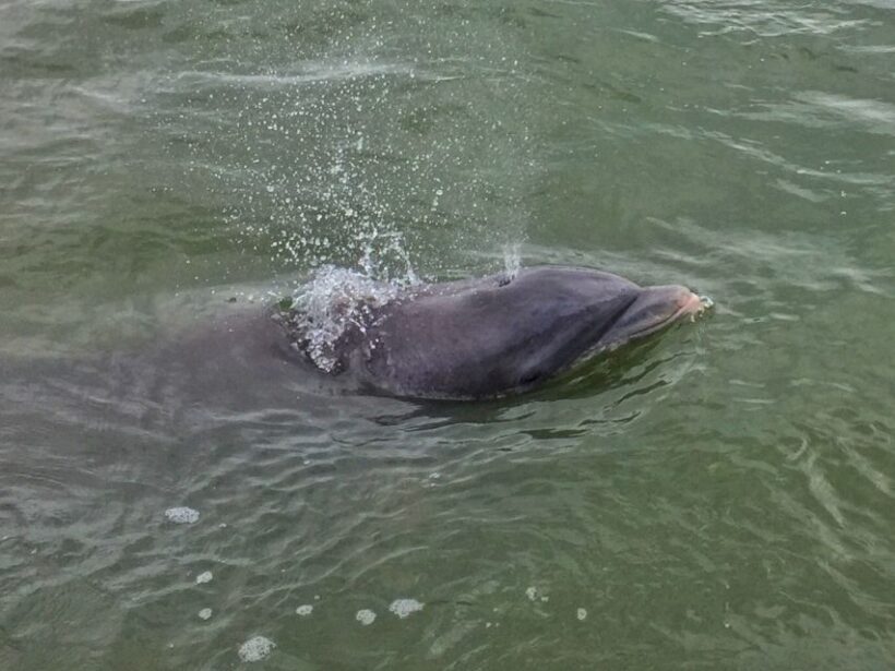 Hilton Head Island: Daytime Dolphin Watching Boat Tour - The Value and Who Should Book This Tour