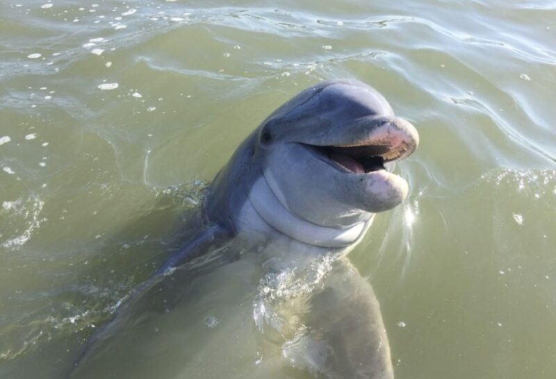Hilton Head Island: Daytime Dolphin Watching Boat Tour - Key Points