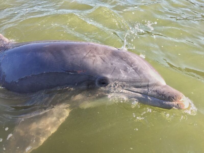 Hilton Head Island: Daytime Dolphin Watching Boat Tour - The Value of This Tour