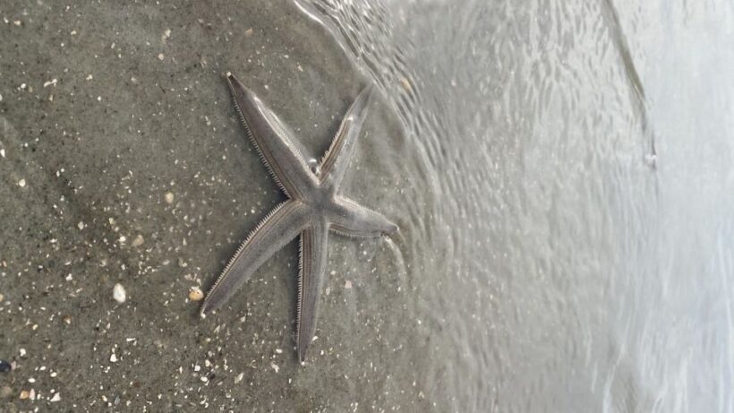 Hilton Head Island: Disappearing Island and Dolphin Tour - The Sum Up