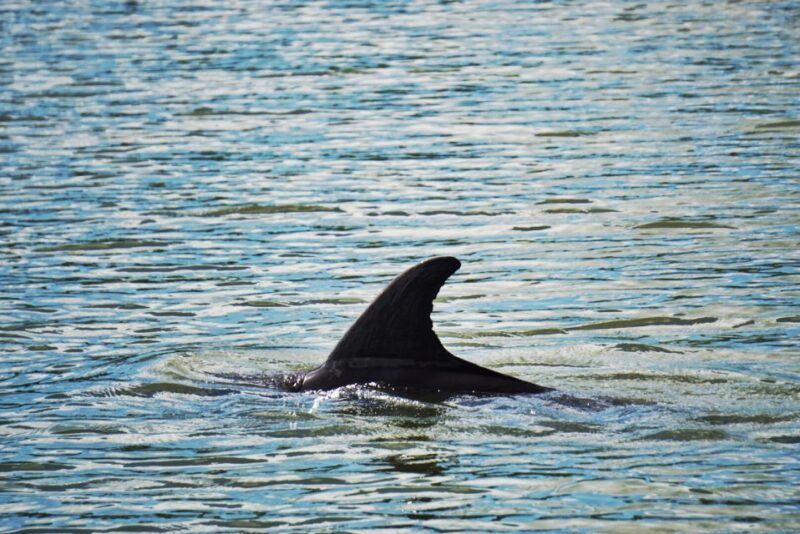 Hilton Head Island: Disappearing Island and Dolphin Tour - Key Points