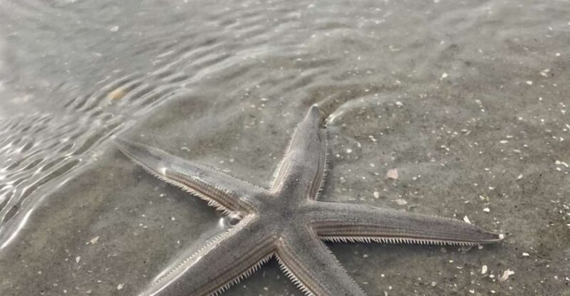 Hilton Head Island: Disappearing Island and Dolphin Tour - The Value Proposition