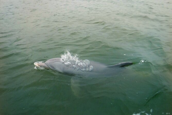 Hilton Head Island Dolphin Boat Cruise - The Guides and Captain