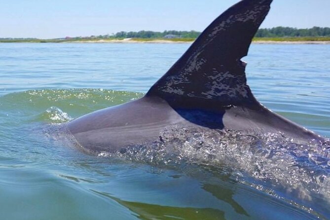 Hilton Head Island Dolphin Boat Cruise - Price and Value
