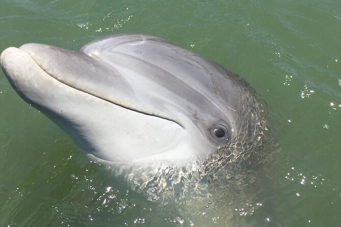 Hilton Head Island Dolphin Boat Cruise - The Experience: Who’s It For?