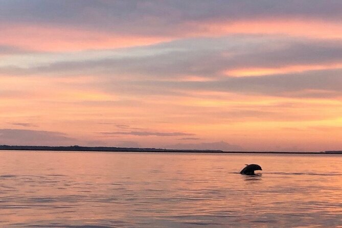 Hilton Head Island Dolphin Boat Cruise - The Sum Up: Who Should Consider This Tour?
