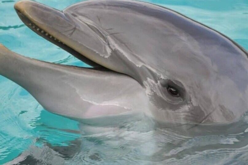Hilton Head Island: Dolphin Cruise & Nature Tour - Who Will Love This Tour?