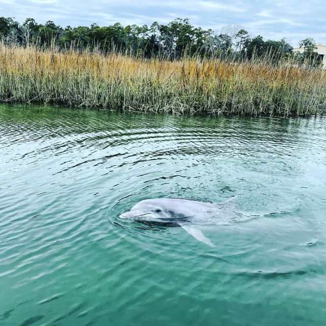 Hilton Head Island: Dolphin Cruise & Nature Tour - Who Is This Tour Perfect For?