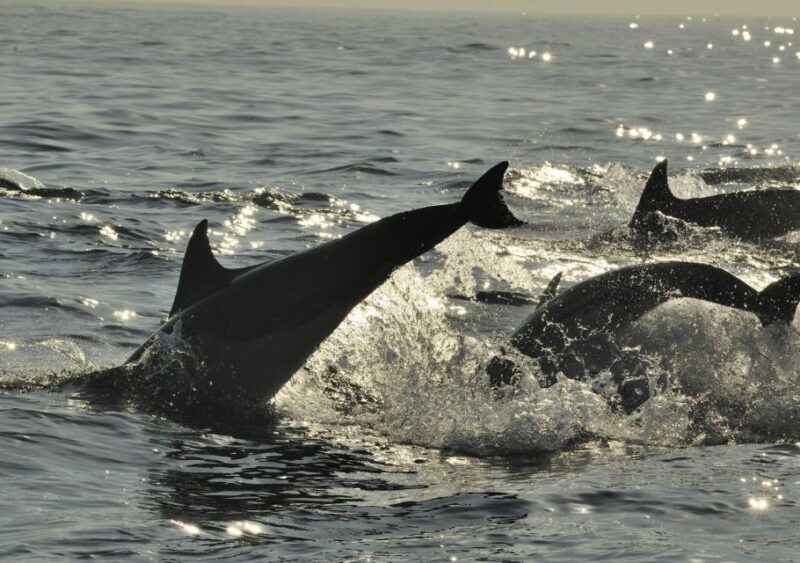 Hilton Head Island: Dolphin Nature Cruise - Key Points