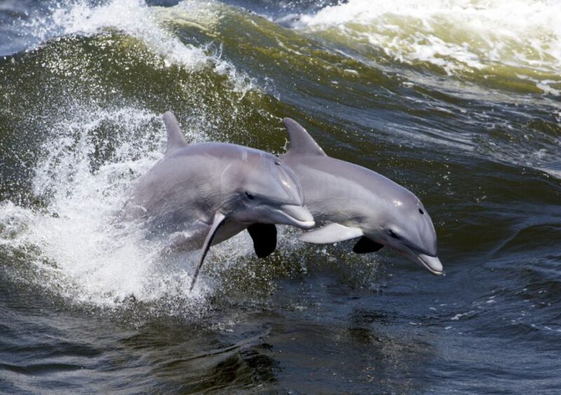 Hilton Head Island: Dolphin Nature Cruise - FAQ