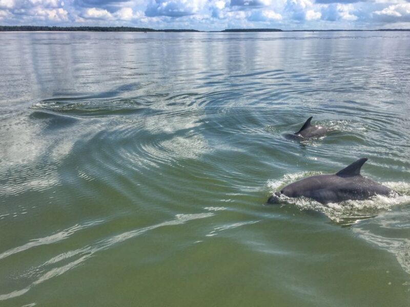 Hilton Head Island: Dolphin Tour at Sunset & Fireworks Show - Authentic Experiences & Real Reviews