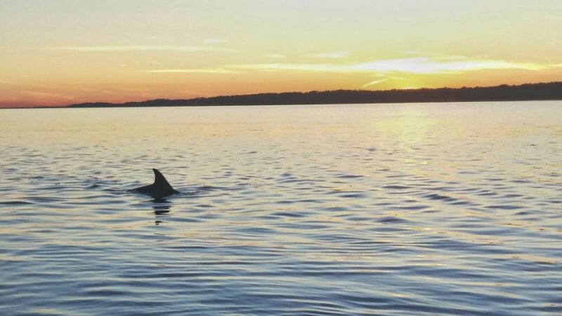 Hilton Head Island: Dolphin Watching 3-Course Dinner Cruise - Seating and Comfort