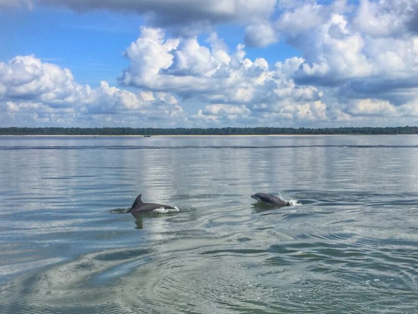 Hilton Head Island: Dolphin Watching Cruise with Donuts - FAQs