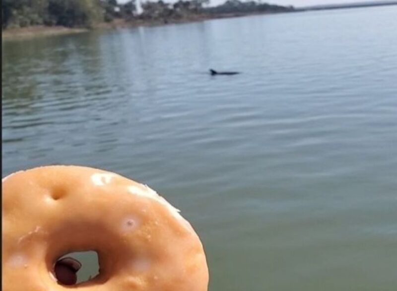 Hilton Head Island: Dolphin Watching Cruise with Donuts - The Itinerary in Detail