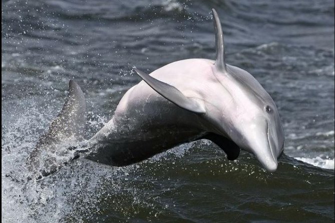 Hilton Head Island Dolphin Watching Nature Cruise - Booking Information and Pricing