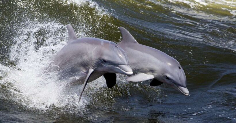 Hilton Head Island: Ocean Dolphin Cruise - The Sum Up