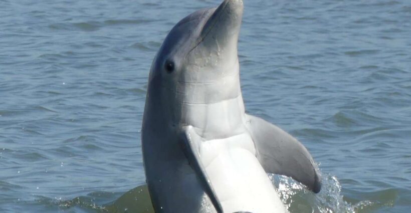 Hilton Head Island: Private Dolphin and Nature Tour - Key Points
