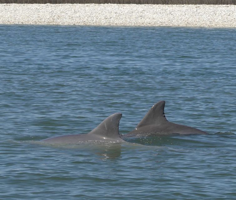 Hilton Head Island: Private Dolphin and Nature Tour - What to Expect from the Itinerary