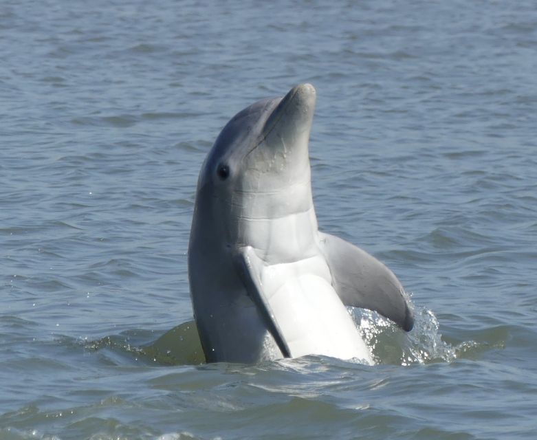 Hilton Head Island: Private Dolphin and Nature Tour - The Practical Details: What You Need to Know