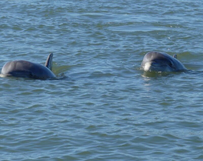 Hilton Head Island: Private Dolphin and Nature Tour - Authentic Experiences and Real-World Feedback