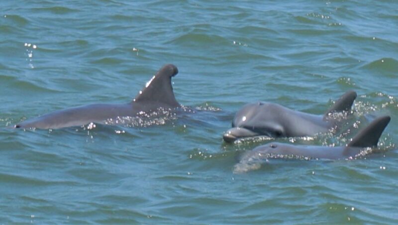 Hilton Head Island: Private Dolphin and Nature Tour - Who Should Consider This Tour?