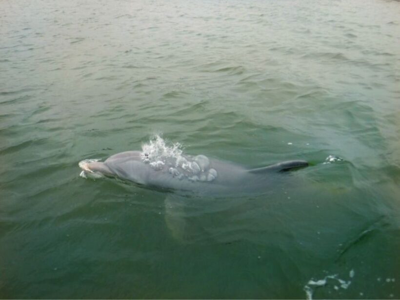 Hilton Head Island: Private Dolphin Watching Boat Tour - What Makes This Dolphin Tour Stand Out?