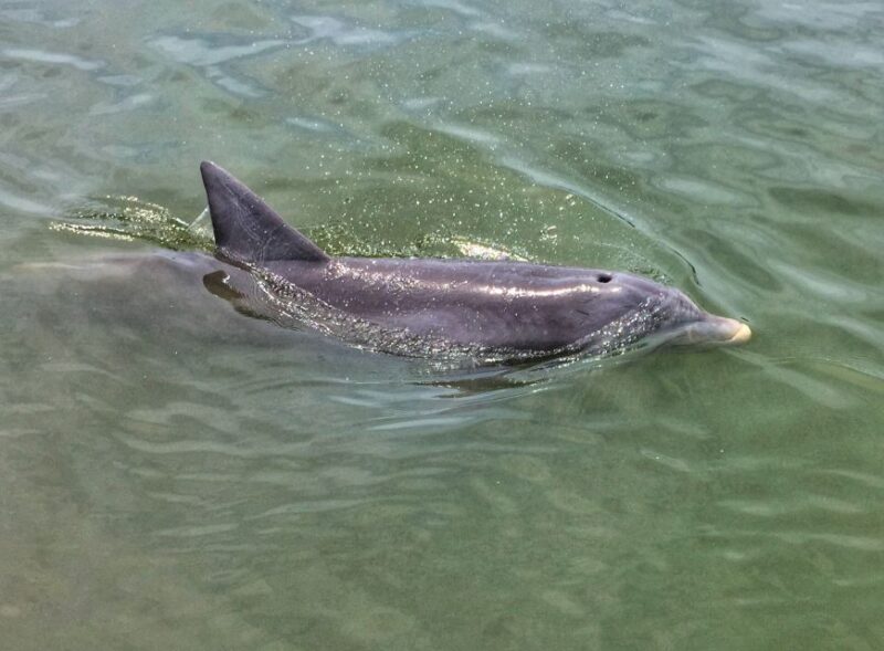 Hilton Head Island: Private Dolphin Watching Boat Tour - Who Is This Tour Best For?