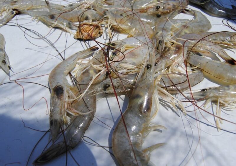 Hilton Head Island: Shrimp Trawling Boat Tour - FAQ
