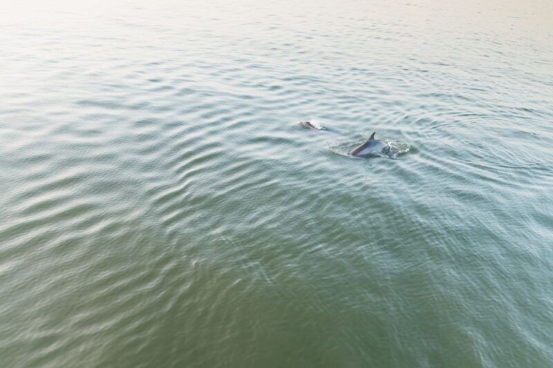 Hilton Head Island: Sunset Dolphin Cruise - Who Will Love This Tour?