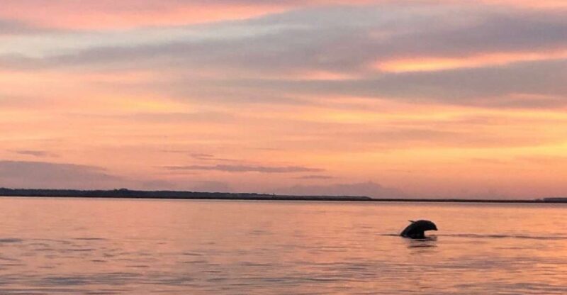 Hilton Head Island: Sunset Dolphin Watching Tour - Why This Tour Offers Good Value