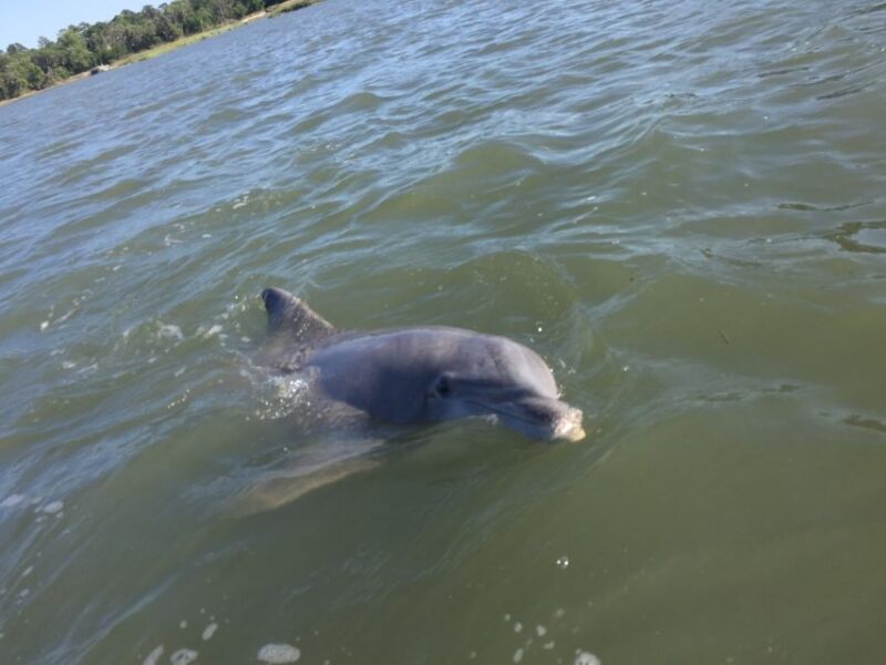 Hilton Head Island: Sunset Dolphin Watching Tour - The Sum Up: The Right Choice for a Relaxing, Authentic Experience