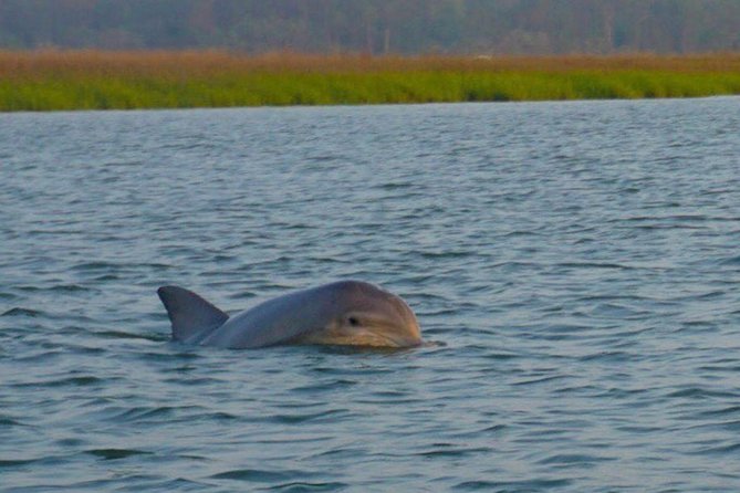 Hilton Head Morning Dolphins & Donuts Cruise - What Travelers Are Saying