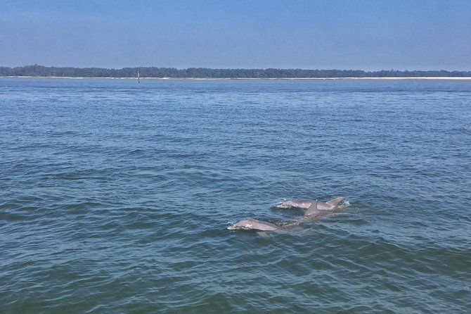 Hilton Head Morning Dolphins & Donuts Cruise - Who Should Consider This Tour?