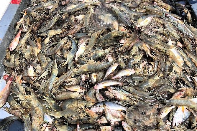 Hilton Head Shrimp Trawling Boat Cruise - Practical Tips for Visitors