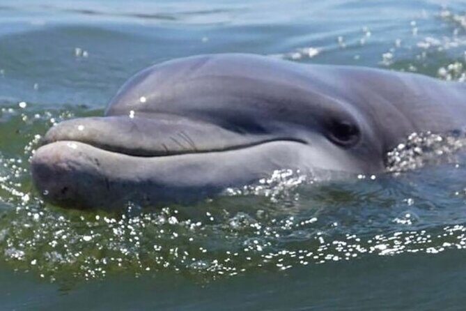 Hilton Head Sunrise Dolphin Tour - Final Thoughts: Is This Tour Right for You?