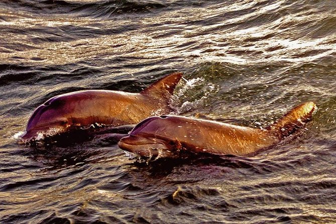 Hilton Head Sunset Dolphin Watching Cruise - Meeting Point and Duration
