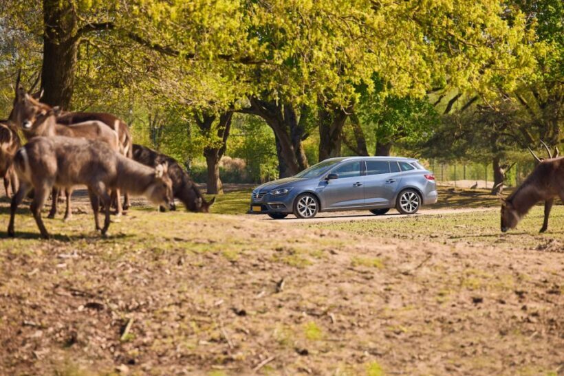 Hilvarenbeek: Safaripark Beekse Bergen Entry Ticket - In The Sum Up