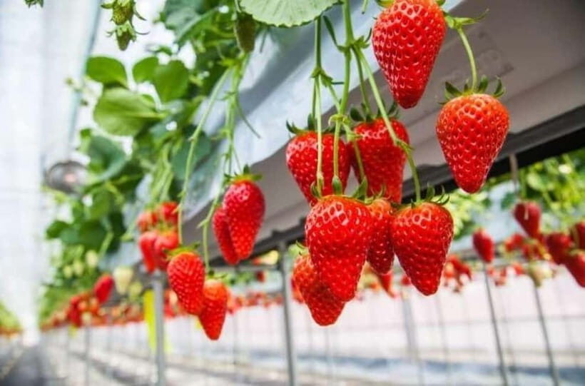 Himeji: Rural Cultural Tour with Strawberry Picking - Key Points