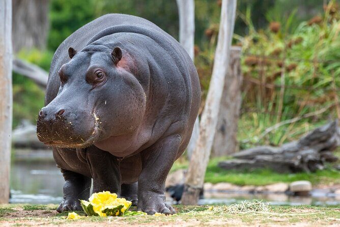 Hippo Experience at Werribee Open Range Zoo - excl. entry - What You Can Expect from the Hippo Experience